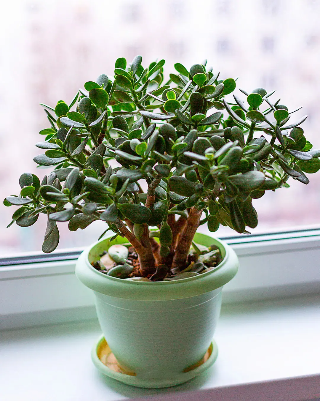 Quels sont les meilleurs endroits pour placer un arbre de jade dans la ...